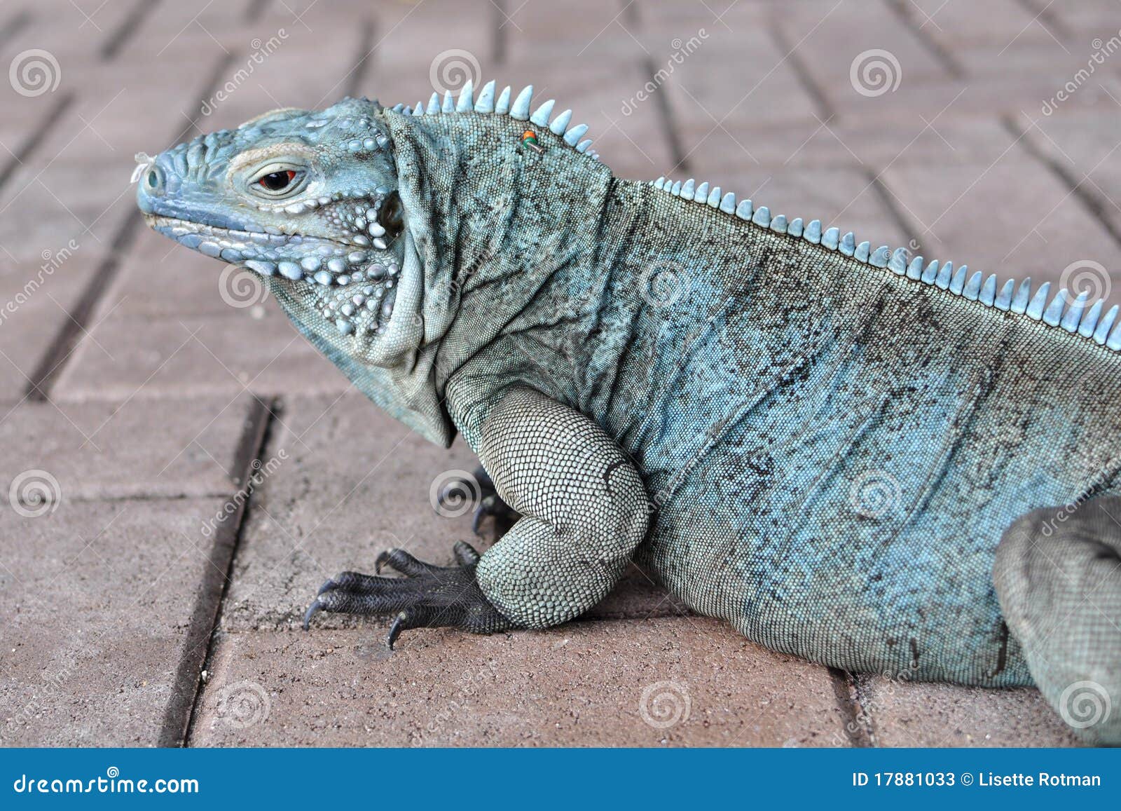 Blue iguana profile stock image. Image of reptile, scaly - 17881033