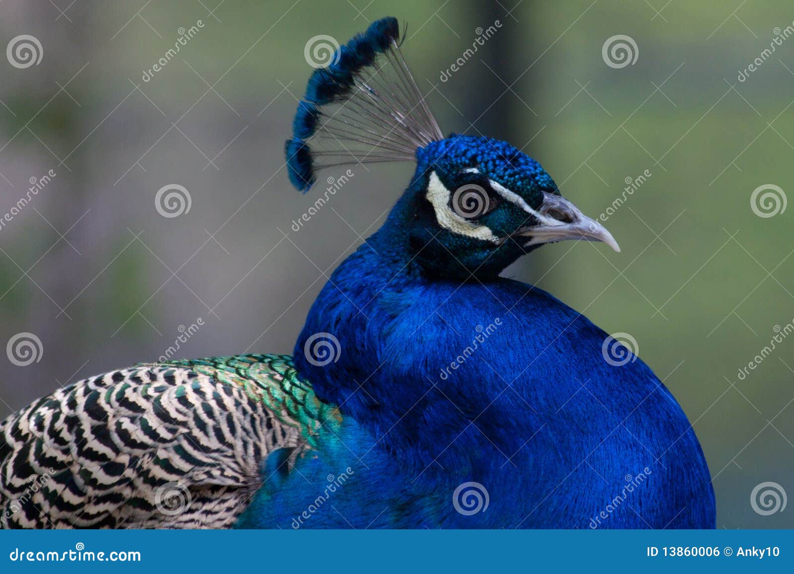 Blue Indian Peacock stock photo. Image of display, cage - 13860006