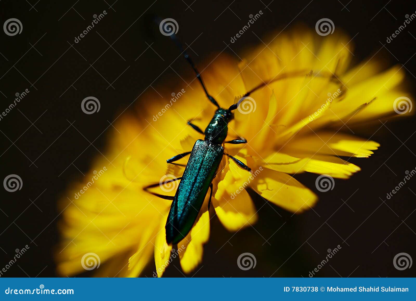 Blue insect stock photo. Image of field, yellow, insect - 7830738