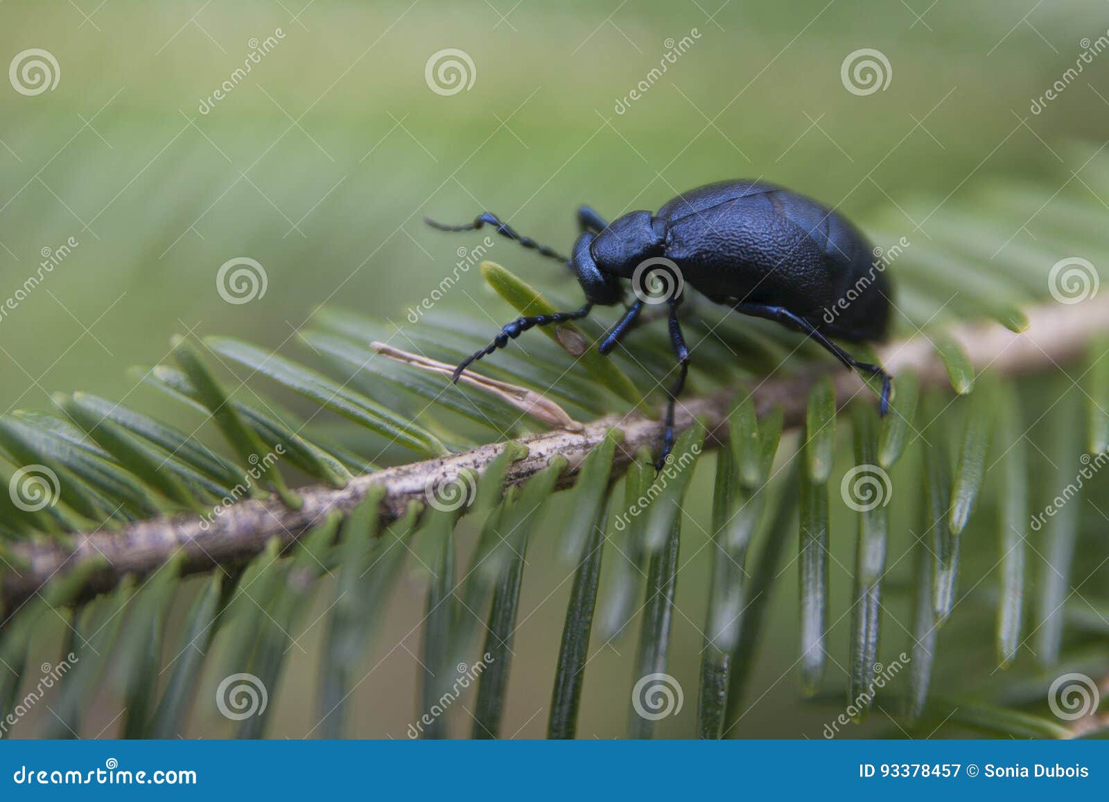 Blue insect stock image. Image of isolated, insect, dark - 93378457