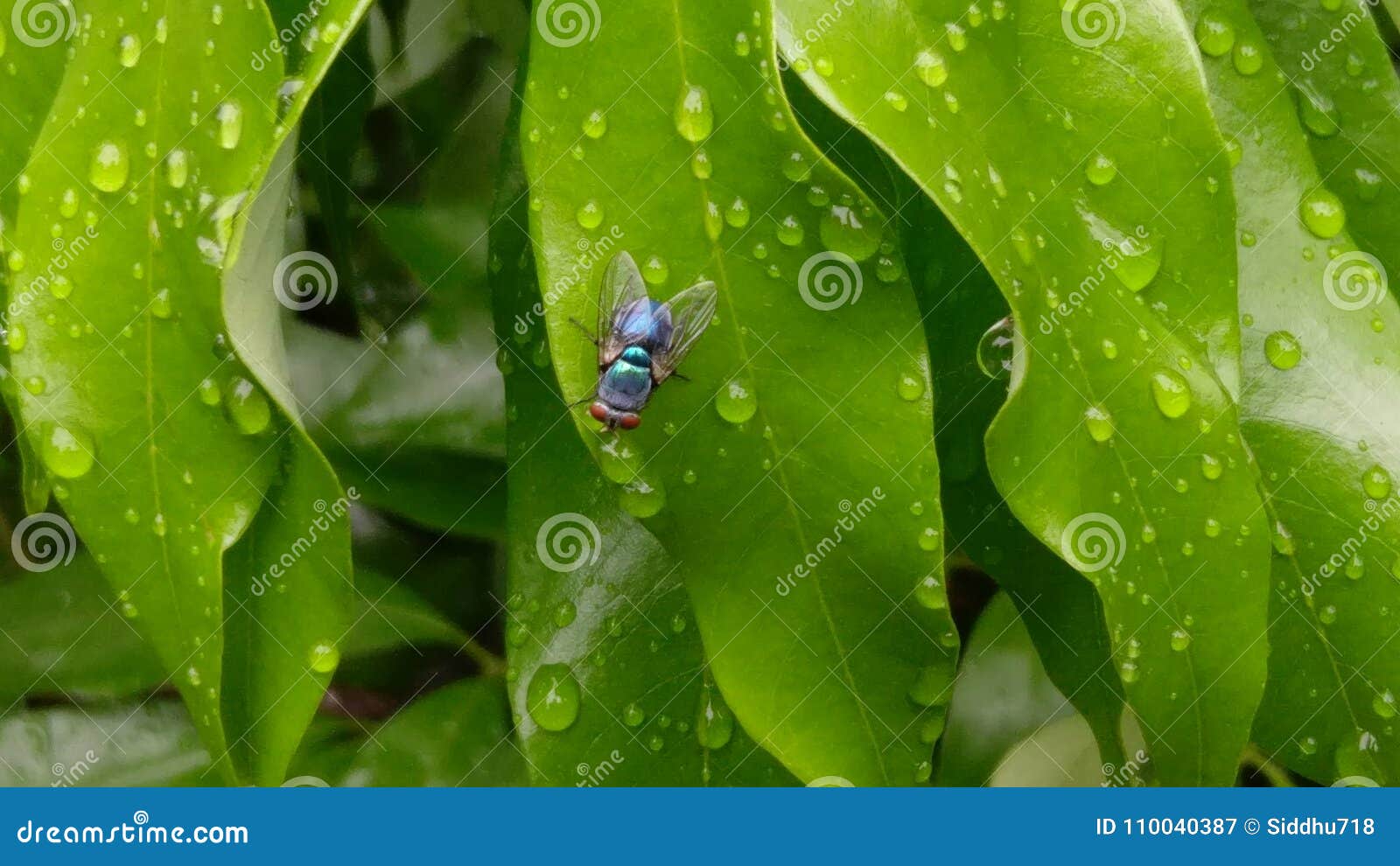 Blue Insect Drinking Water Raining Stock Image - Image of blue, water ...
