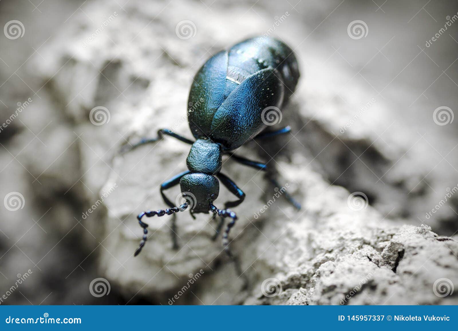 Blue insect on earth stock image. Image of outdoor, zoology - 145957337