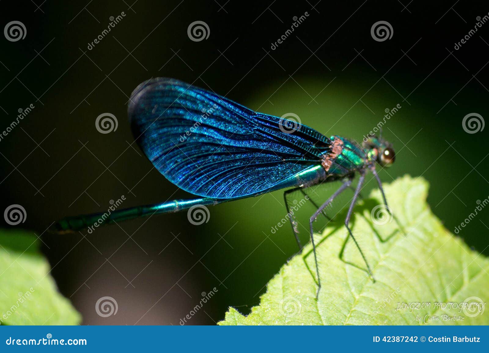 Blue insect stock photo. Image of summer, silky, leaf - 42387242