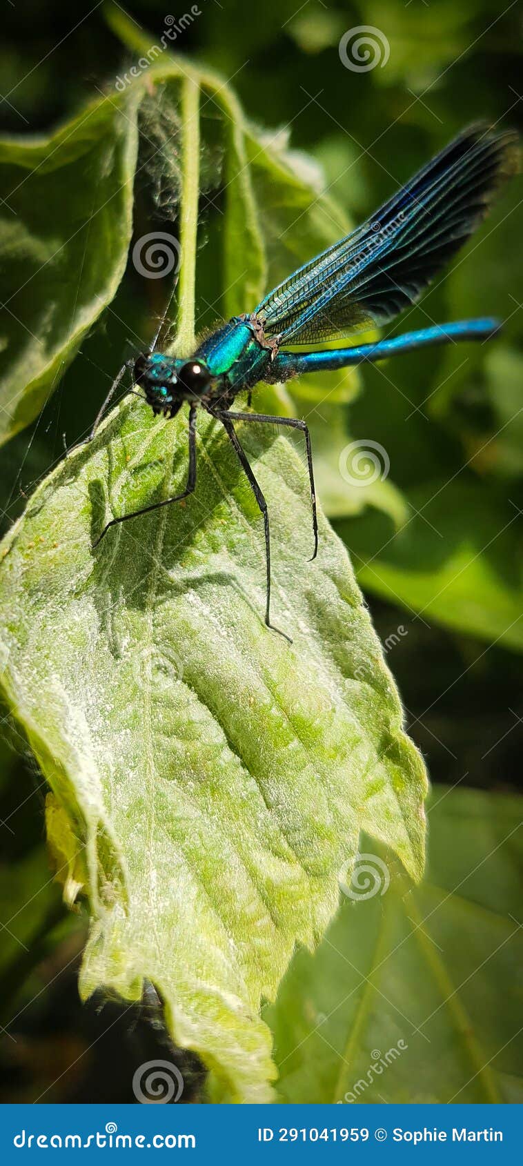 Blue Insect On Earth Royalty-Free Stock Photography | CartoonDealer.com ...