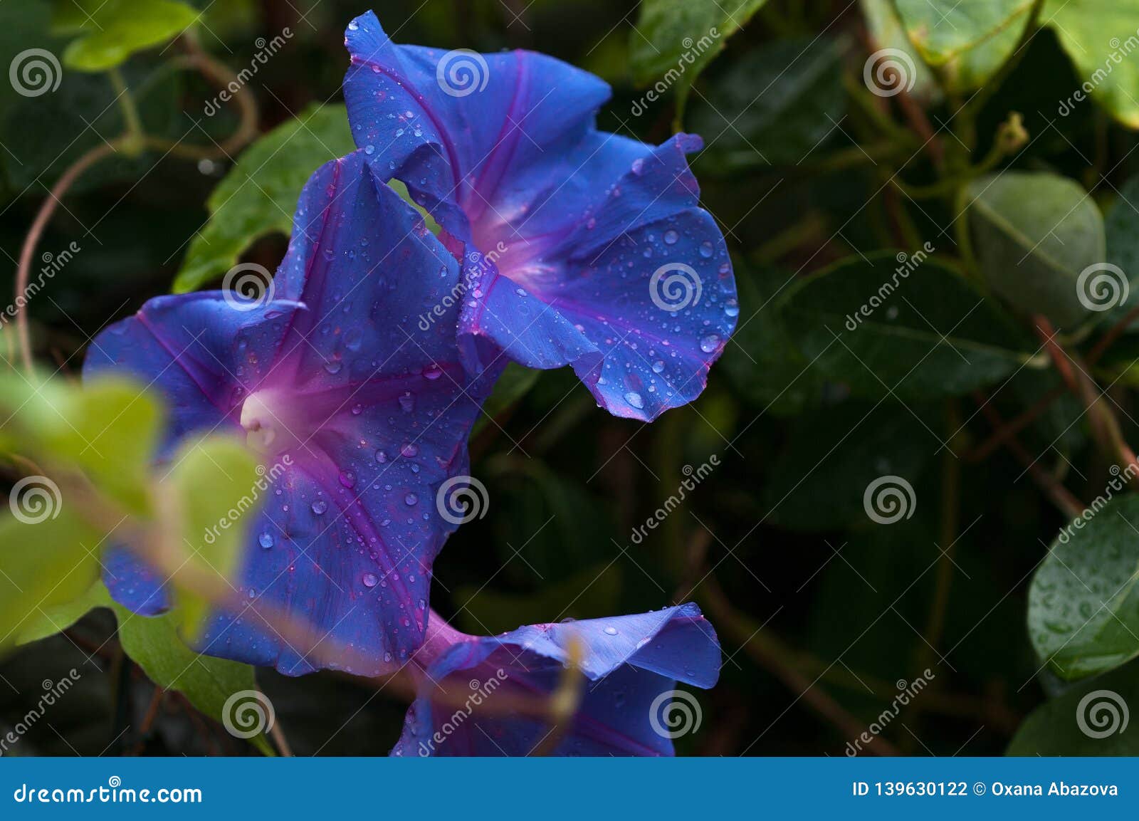 Blue Ipomoea Flower Twisting Creeper Stock Photo - Image of flora ...