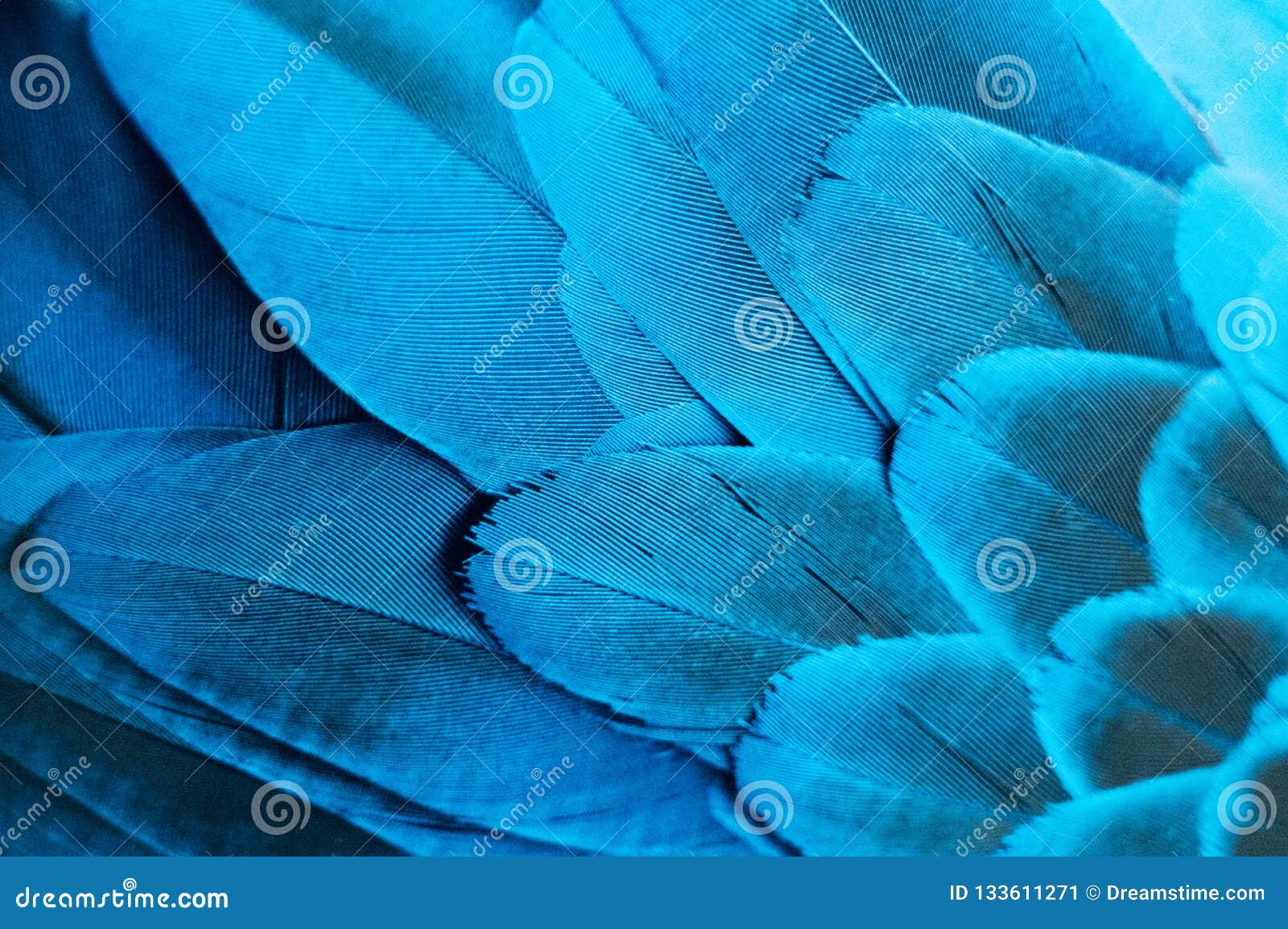 Blue iridescent feathers stock image. Image of blue - 133611271