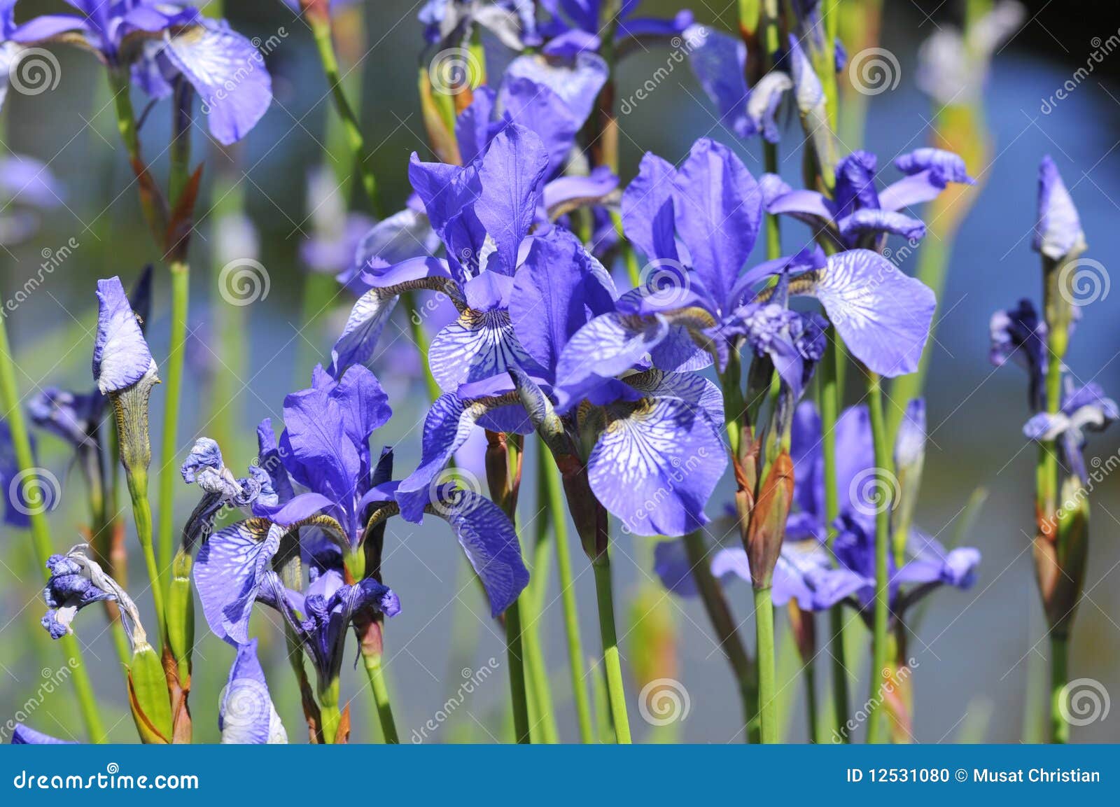 Blue iris stock photo. Image of iris, stalk, botany, stem - 12531080