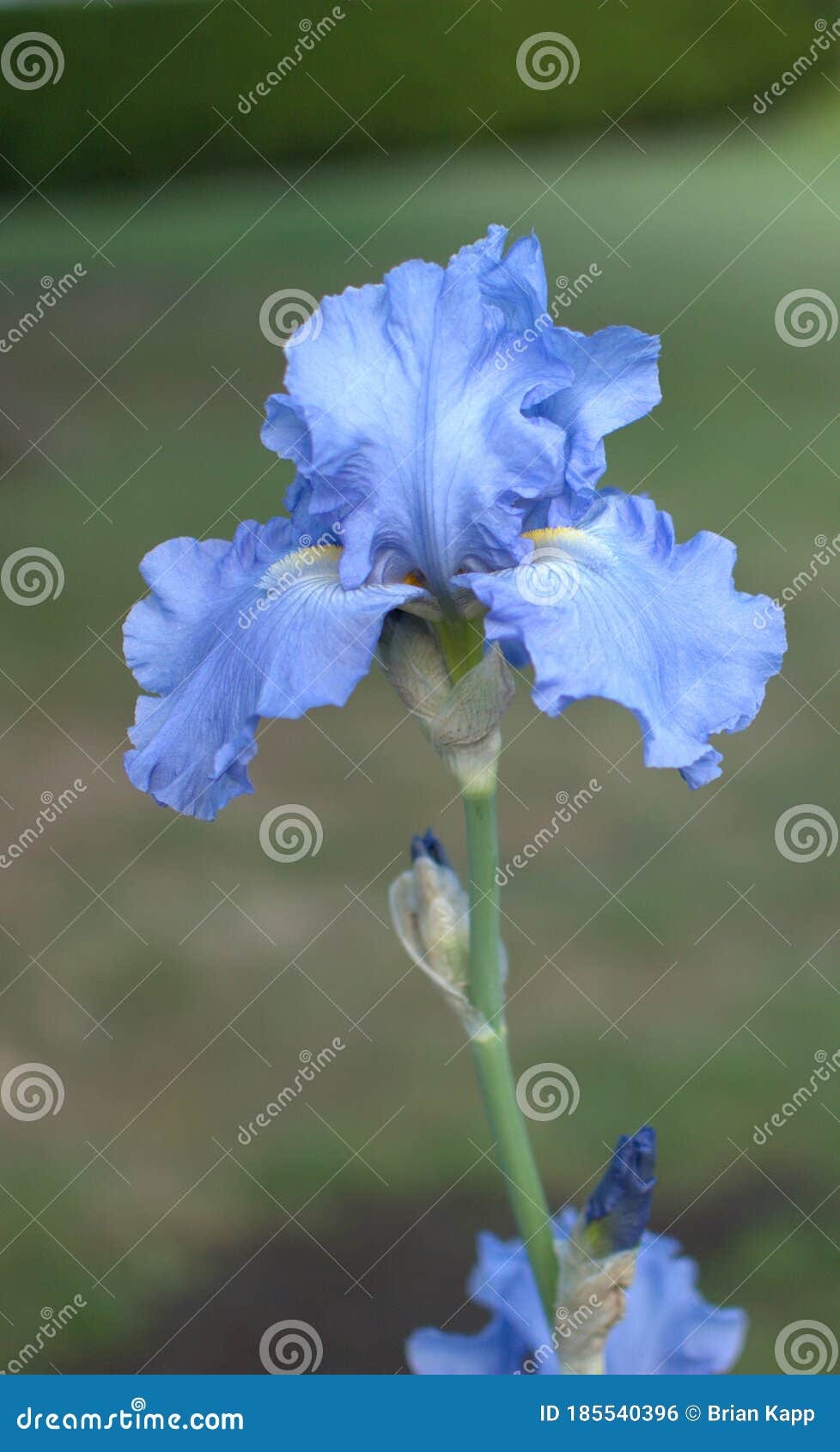 A light blue bearded Iris. stock photo. Image of closeup - 185540396