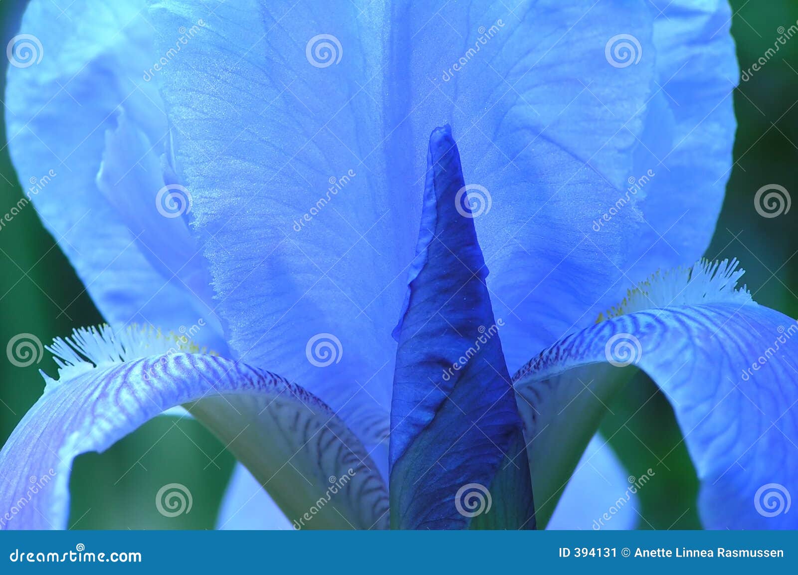 Blue iris stock image. Image of garden, bloom, flora, color - 394131