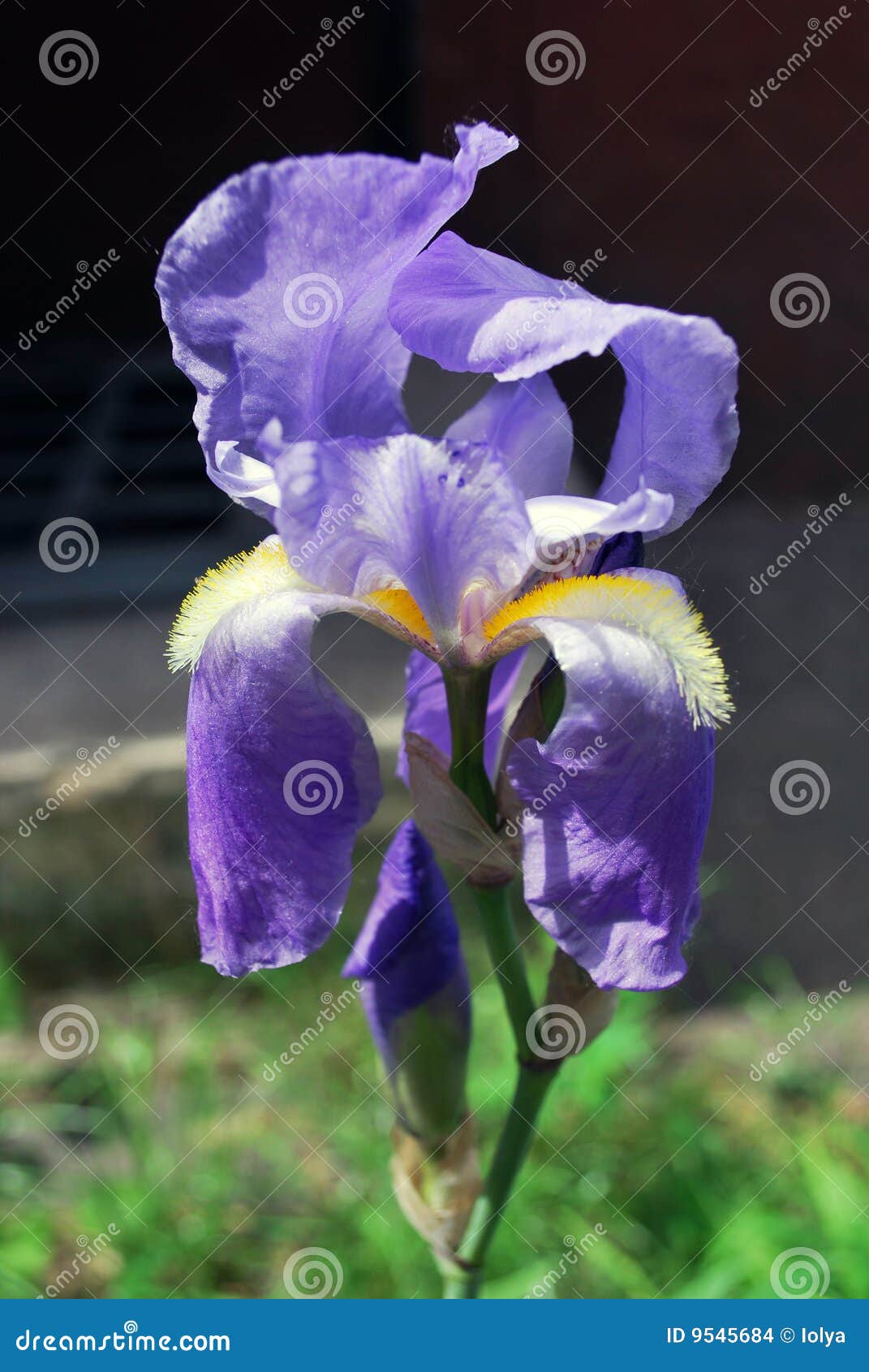Blue iris stock photo. Image of early, garden, blooming - 9545684