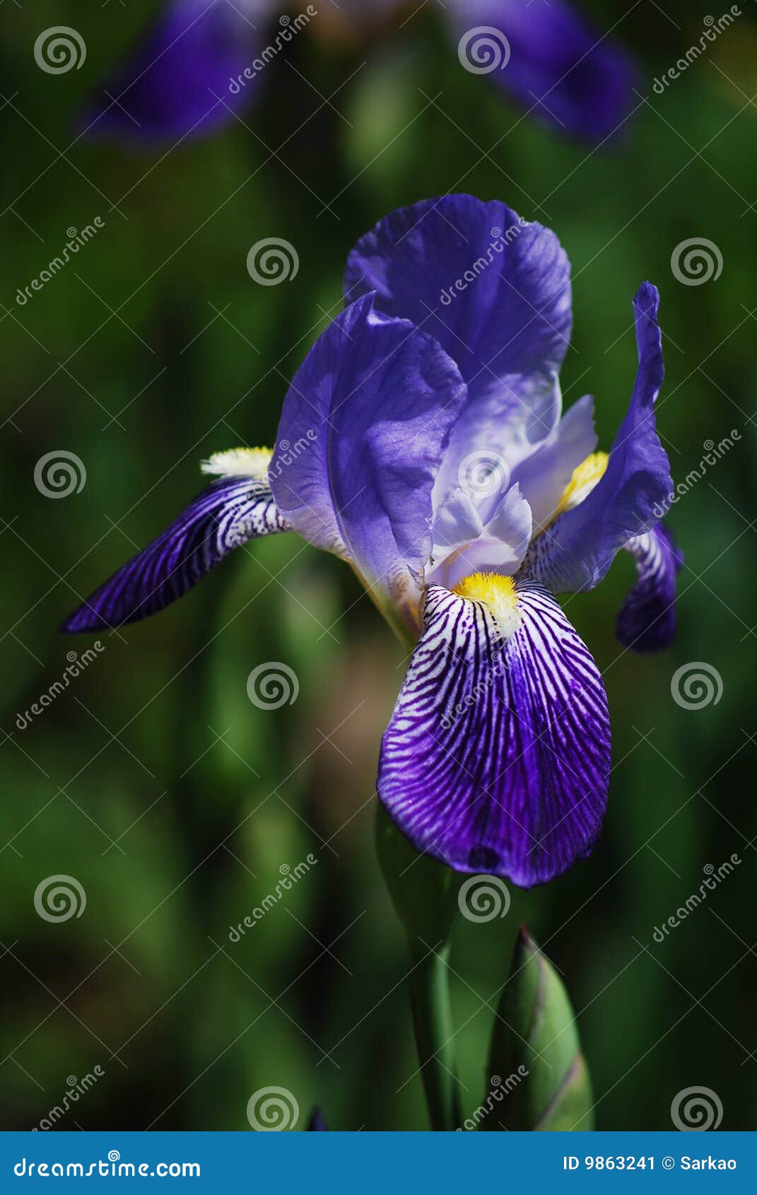 Blue iris stock image. Image of flower, flora, close, bloom - 9863241