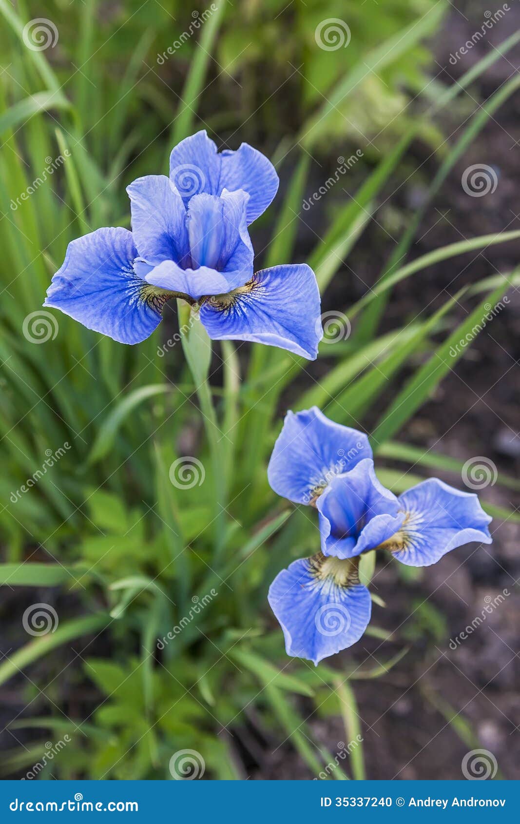 Blue Iris on a Background of Green Grass Stock Photo - Image of natural ...