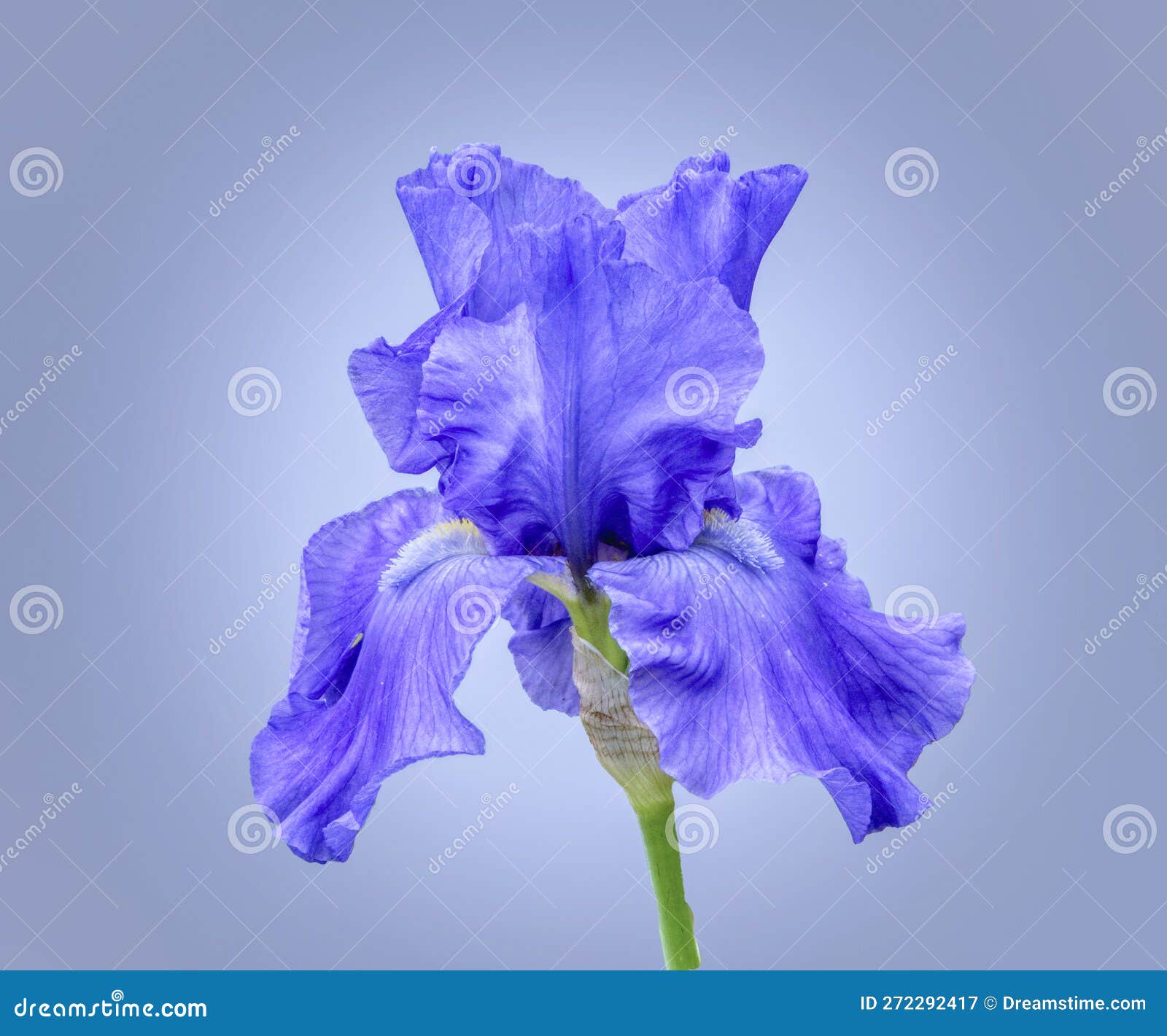 Blue Iris Bloom on Background Stock Image - Image of isolsted, iris ...