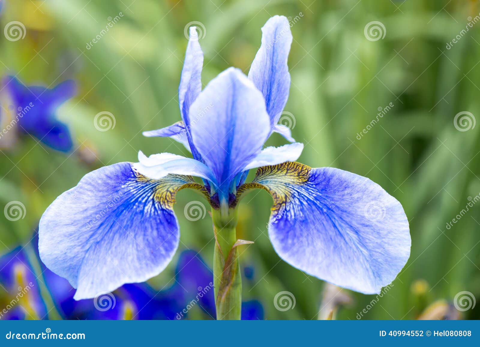 Blue Iris stock photo. Image of rocky, garden, blooming - 40994552