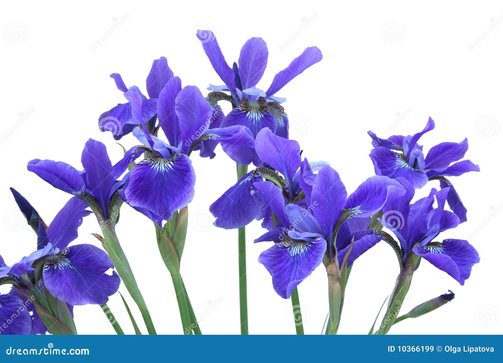 Blue Iris Bouquet stock image. Image of beautiful, objects - 10366199