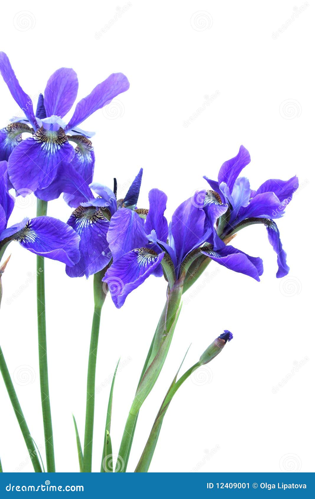 Blue Iris Bouquet stock image. Image of multi, bunch - 12409001