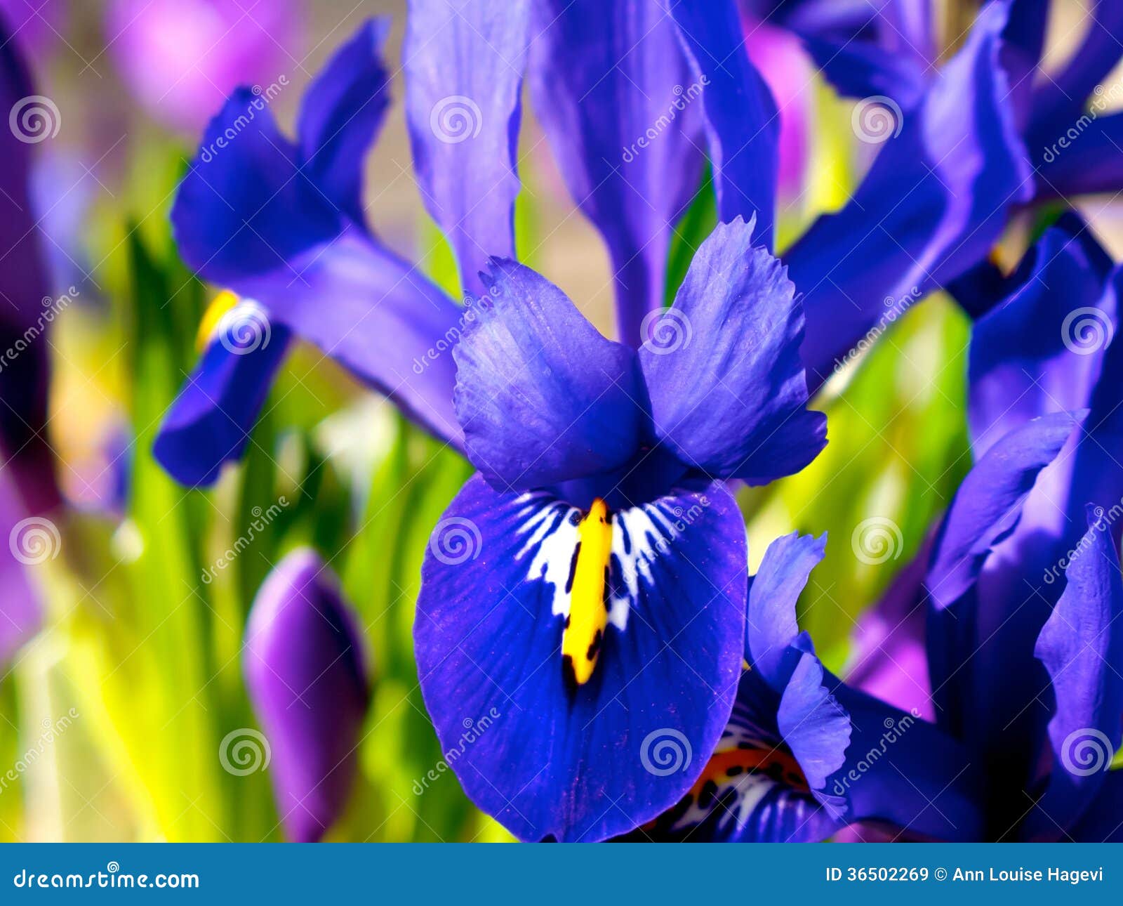 Blue iris stock image. Image of blooming, flora, holiday - 36502269
