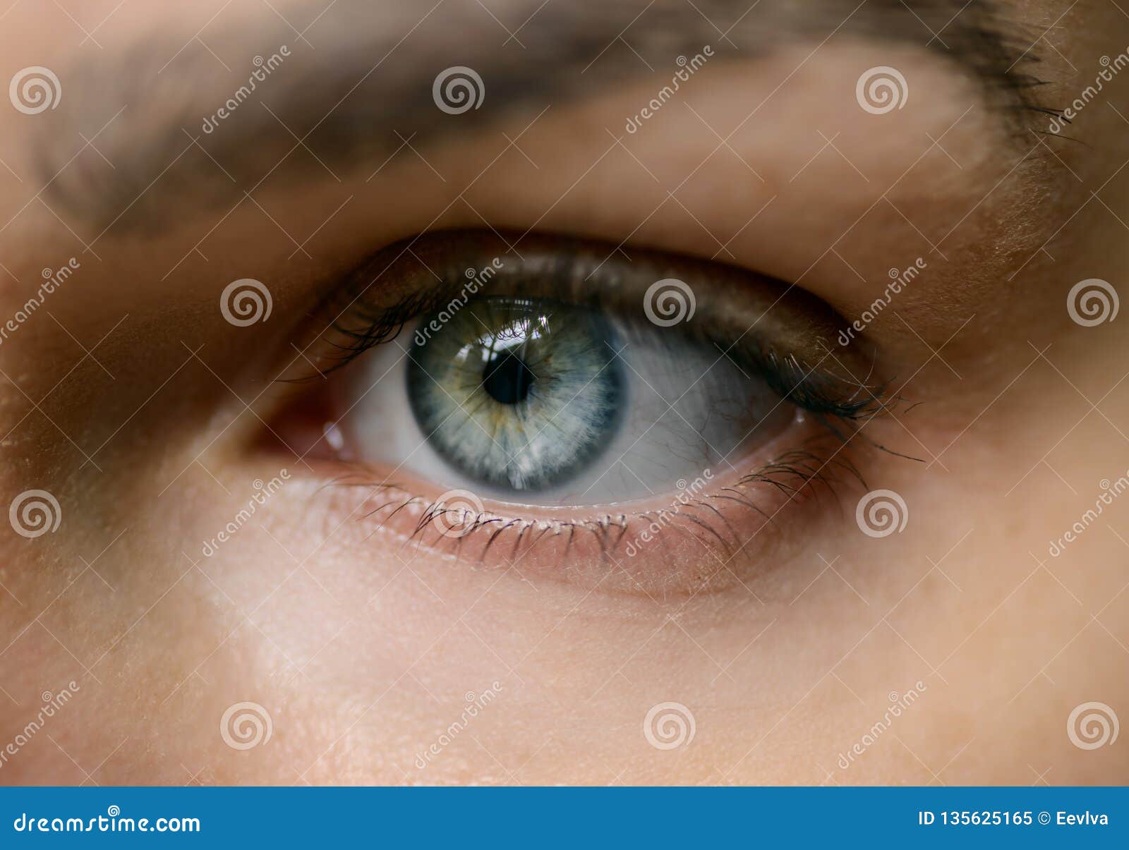 Blue iris eye. stock image. Image of clarity, field - 135625165