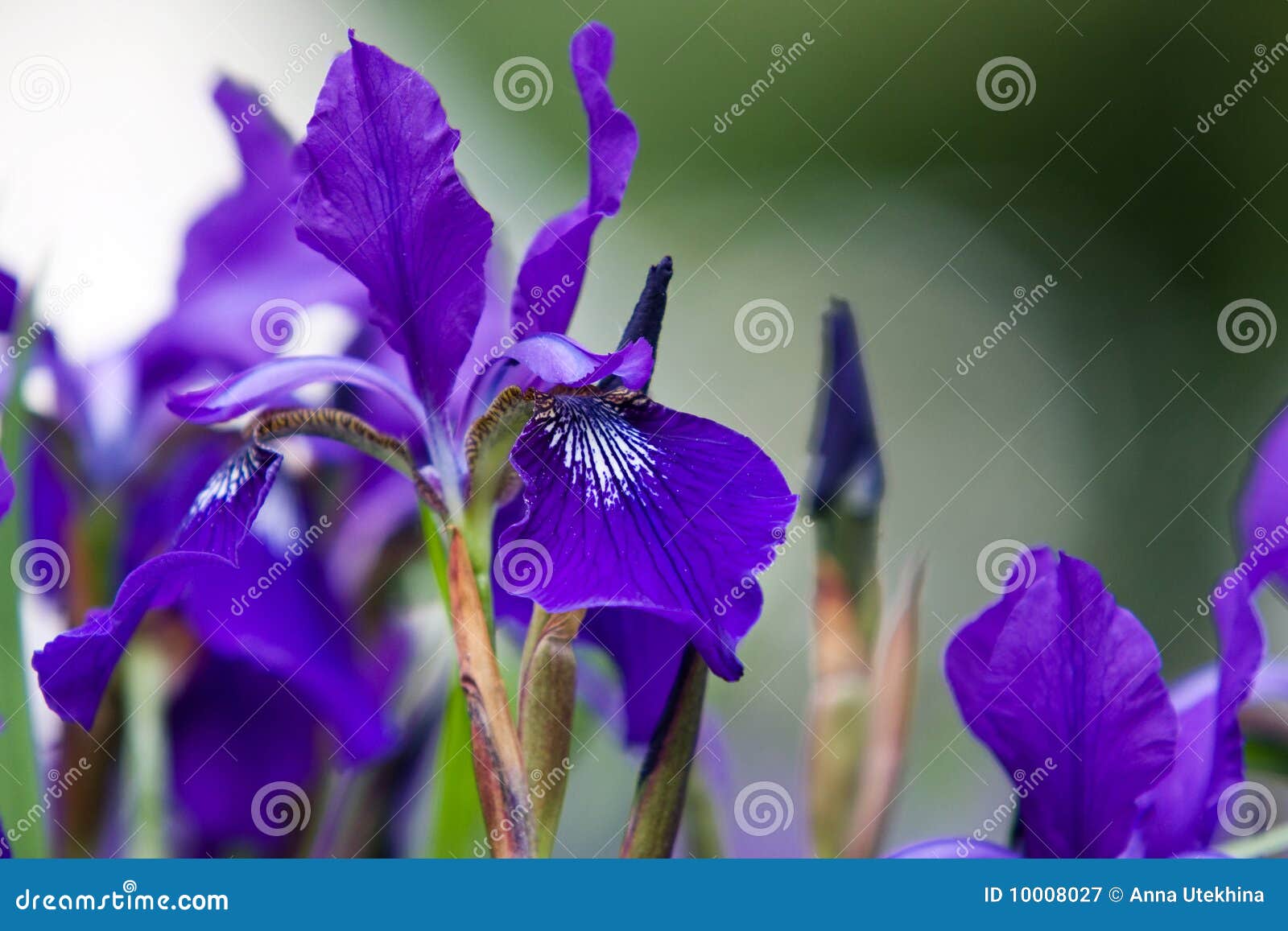 Blue iris flower stock image. Image of natural, blue - 10008027