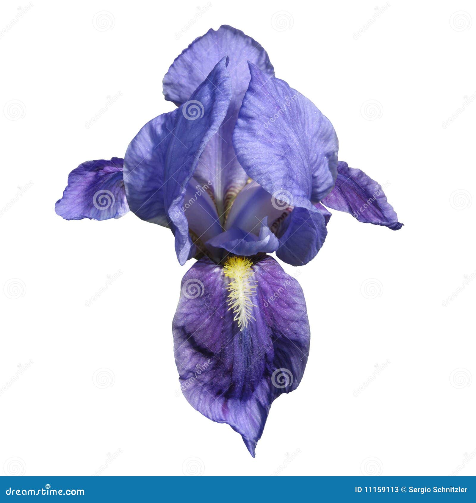 Blue Iris flower stock image. Image of iris, growing - 11159113