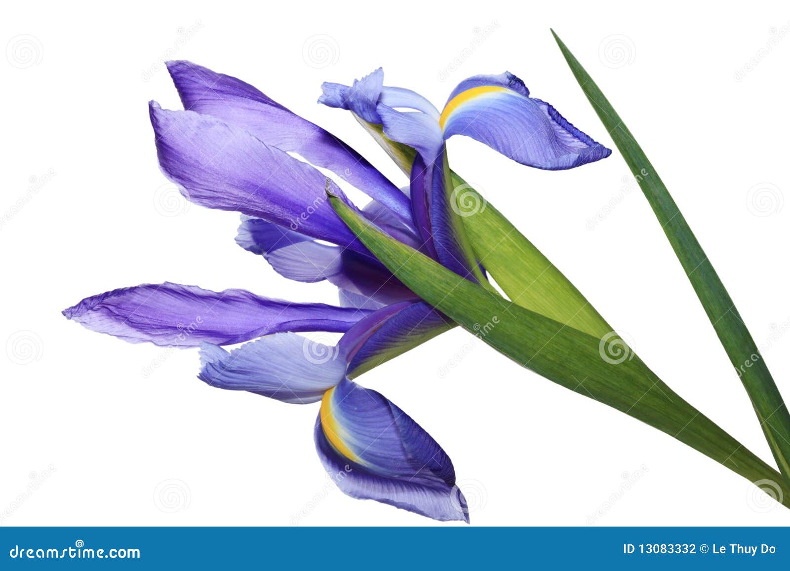 Blue Iris Flower stock photo. Image of leaf, pollen, details - 13083332