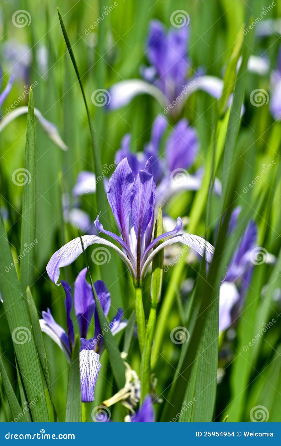 Blue Iris Flower stock photo. Image of nature, violet - 25954954