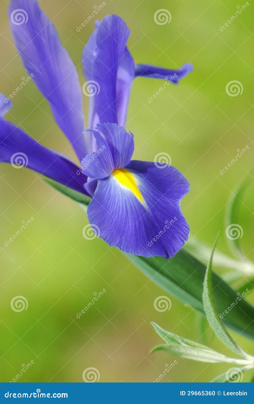 Blue Iris flower stock photo. Image of flower, detail - 29665360