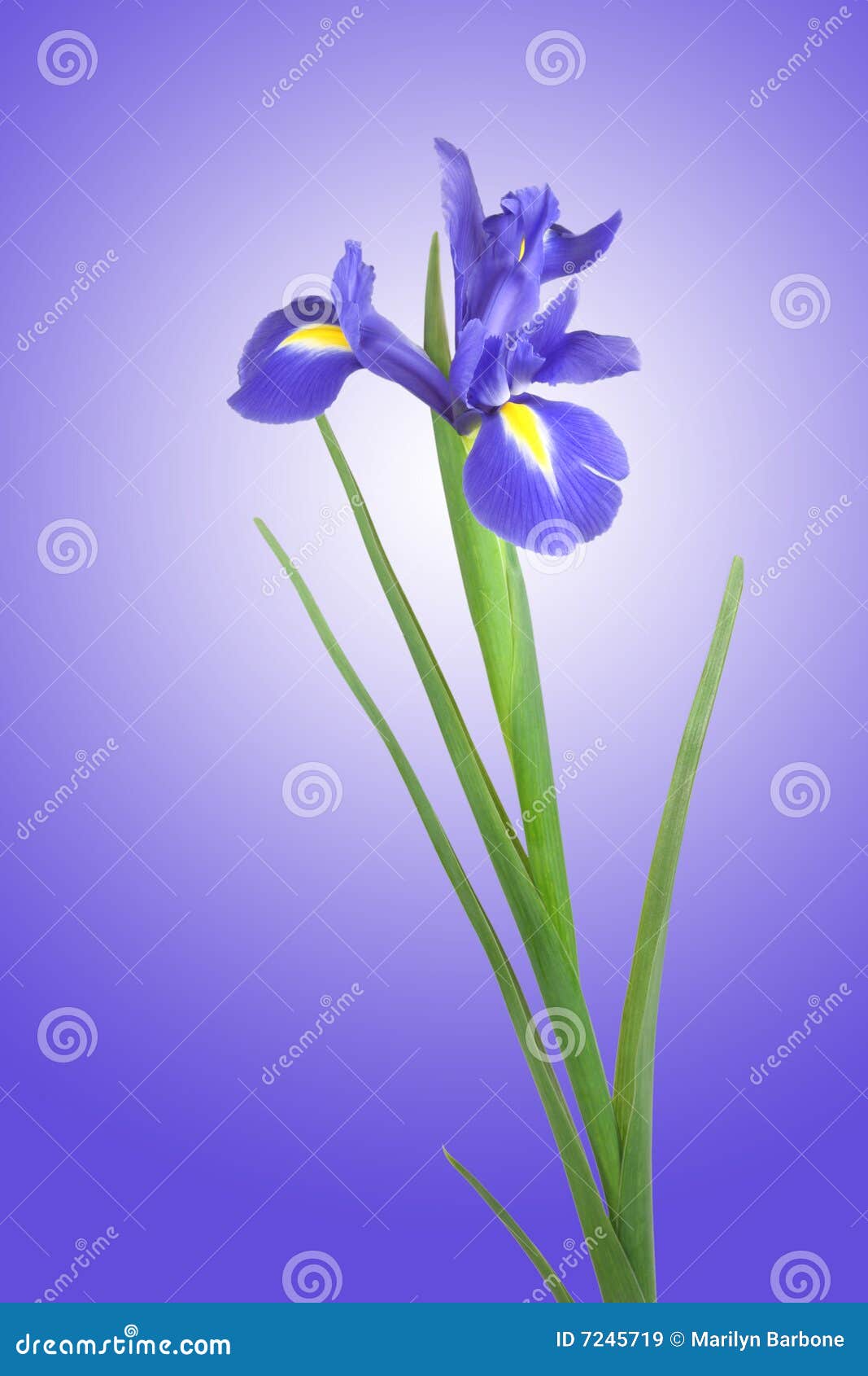 Blue Iris Flower stock image. Image of beautiful, perennial - 7245719