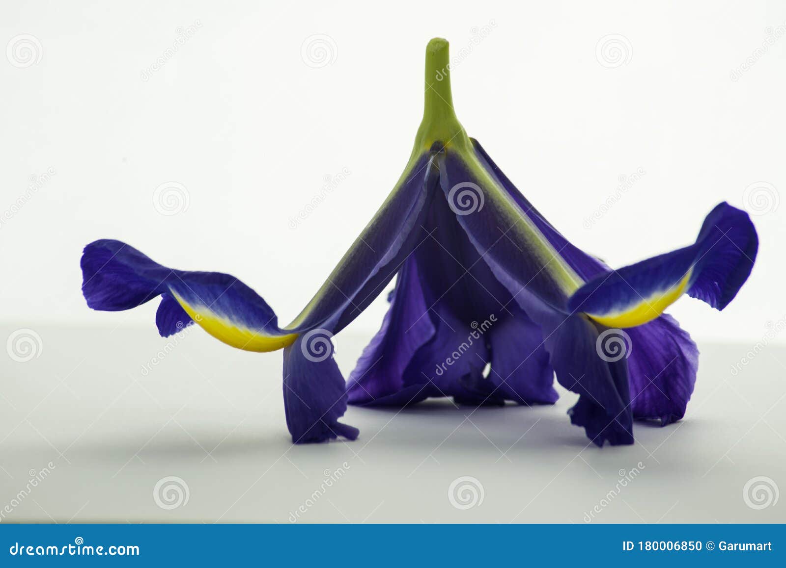 Blue Iris Flower Abstract Shape on White Space Stock Photo - Image of ...