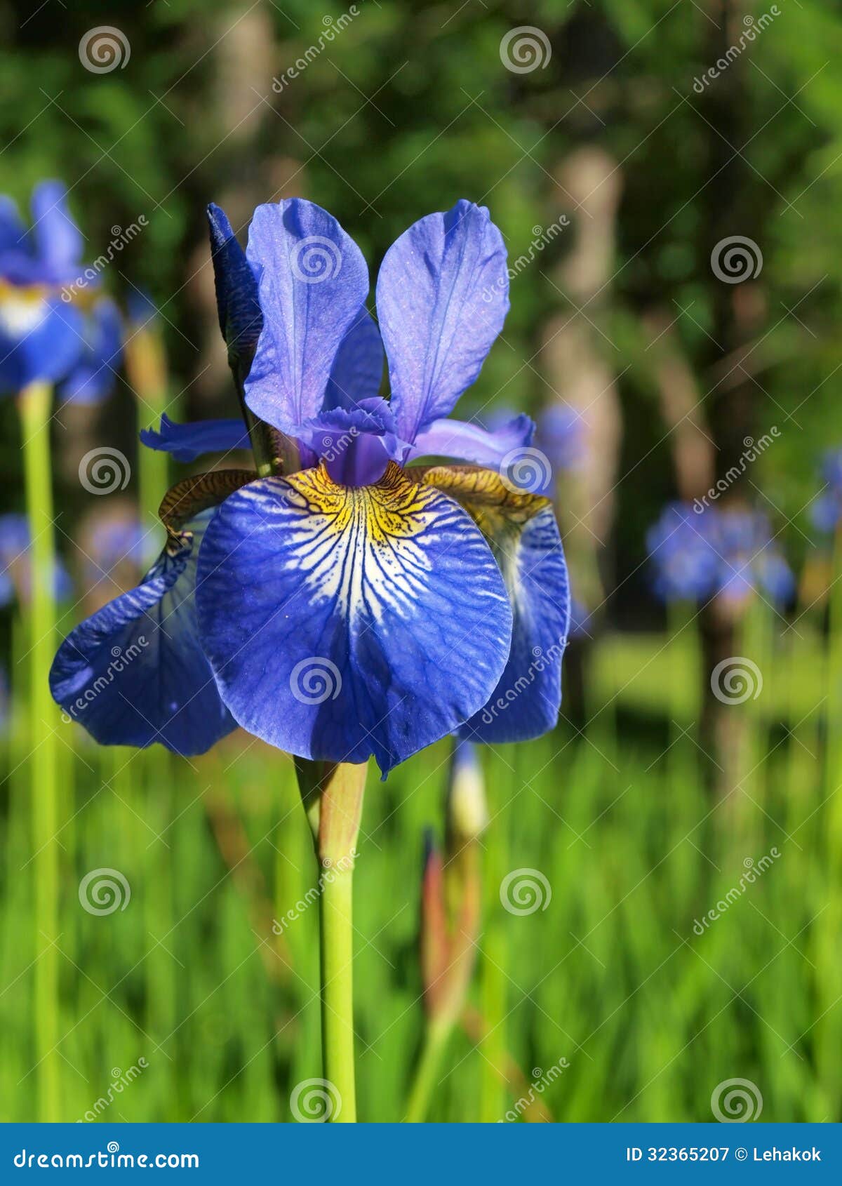 Blue iris flower stock image. Image of green, blooming - 32365207