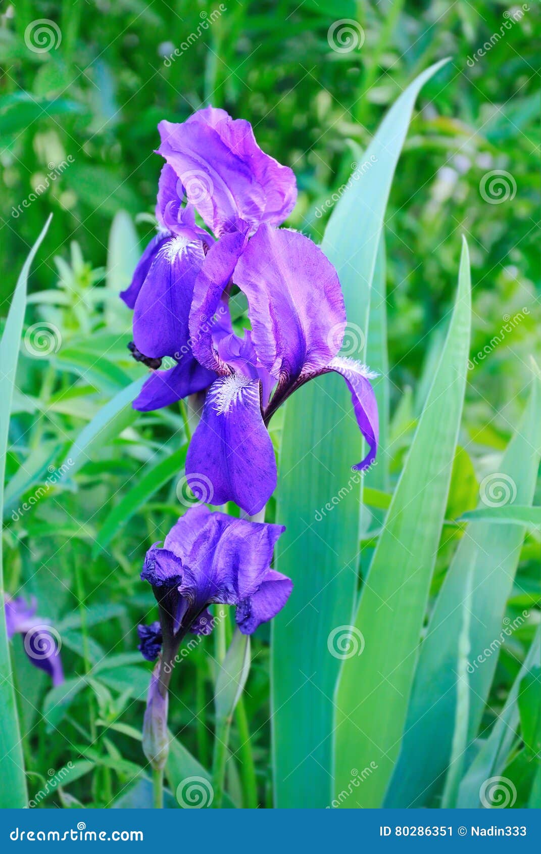 Blue iris flower stock image. Image of lush, floral, season - 80286351