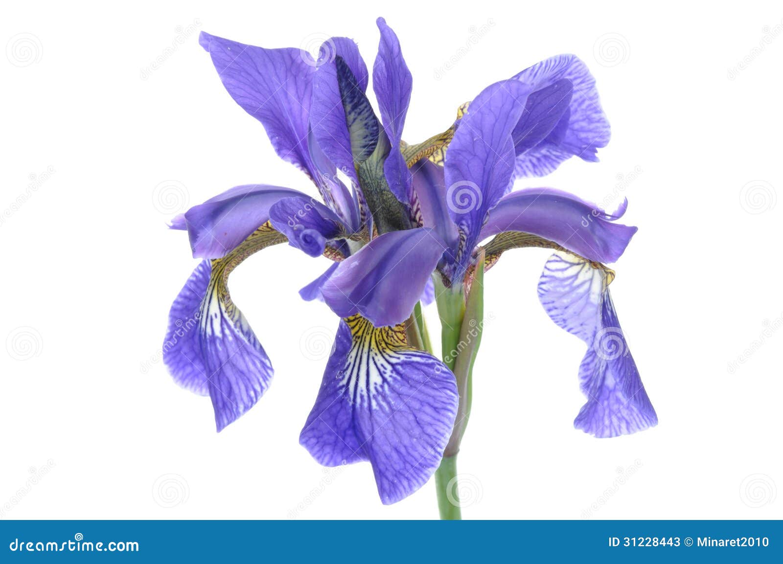 Blue iris flower stock image. Image of color, closeup - 31228443