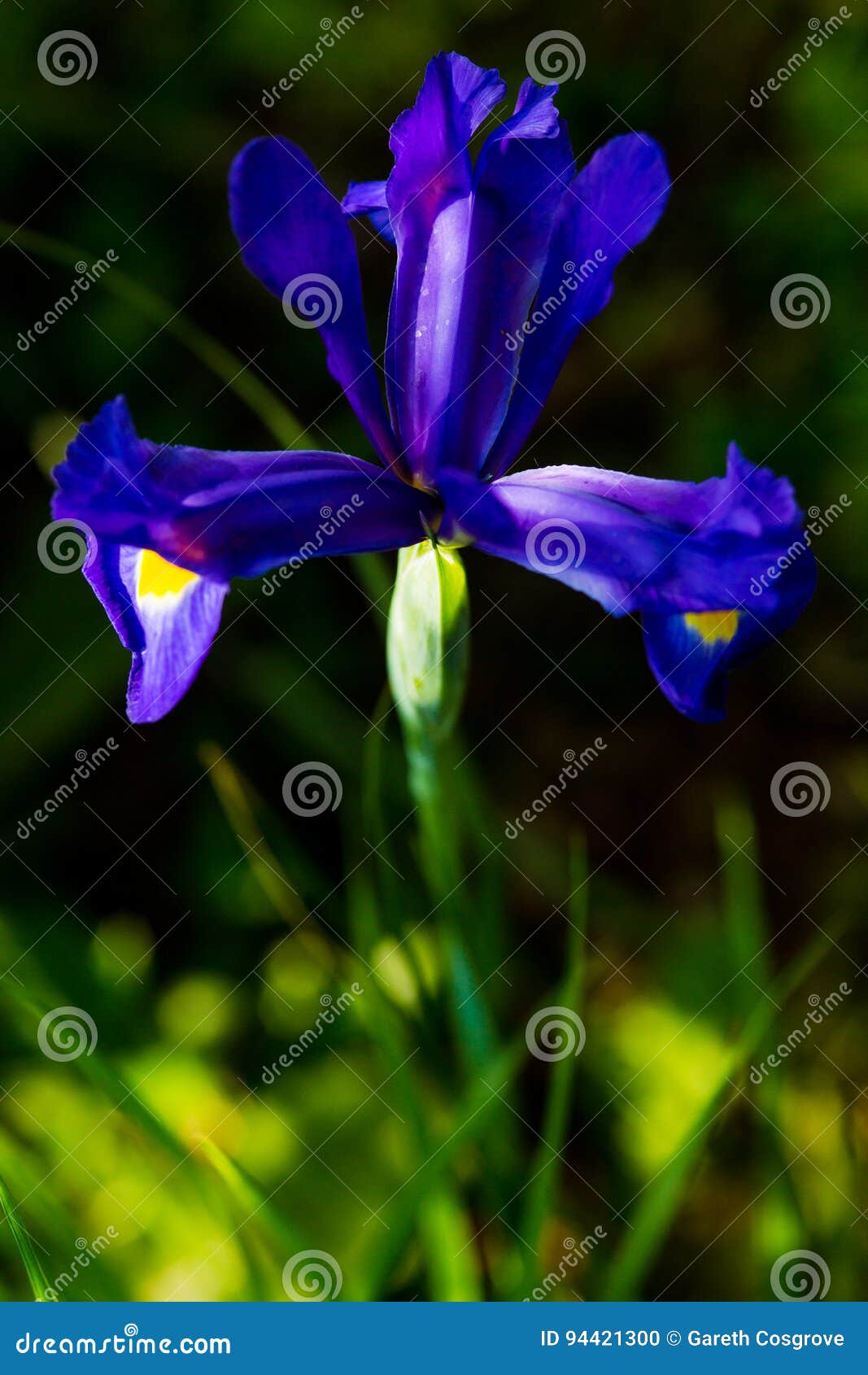 Blue Iris Stock Images - Download 17,503 Royalty Free Photos