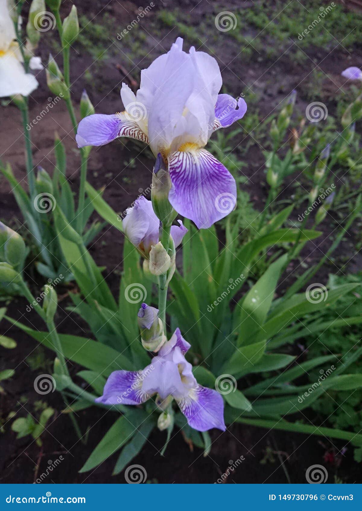 Closeup of the Flower of the Royal Iris Stock Photo - Image of ...