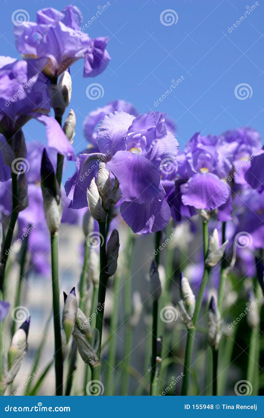 Blue Iris Flowers stock photo. Image of flower, park, blue - 155948