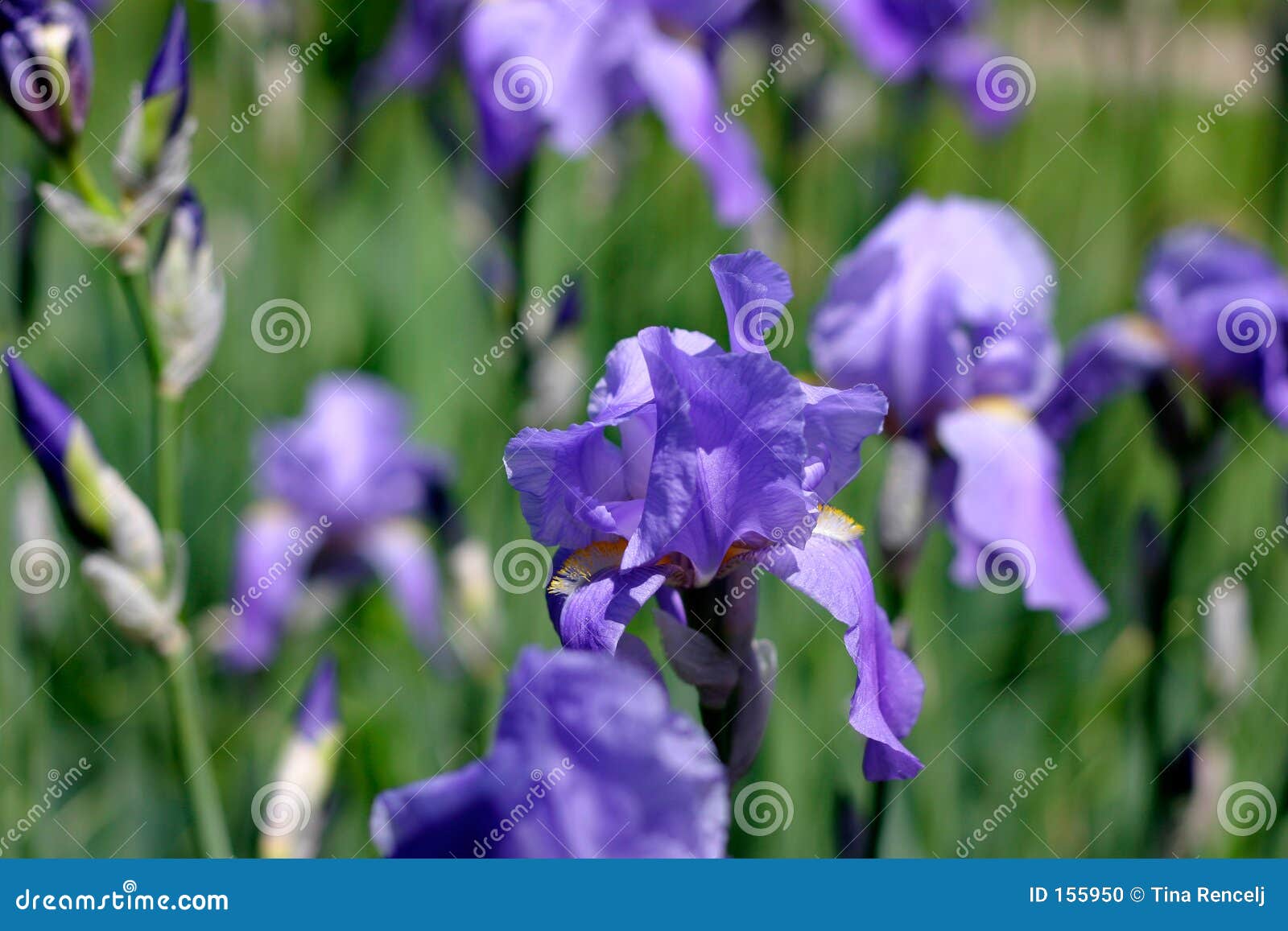 Blue Iris Flowers stock photo. Image of flower, dutch, fragrance - 155950