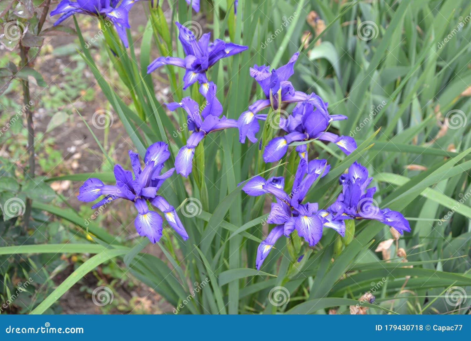 Blue iris flowers stock photo. Image of nature, floral - 179430718