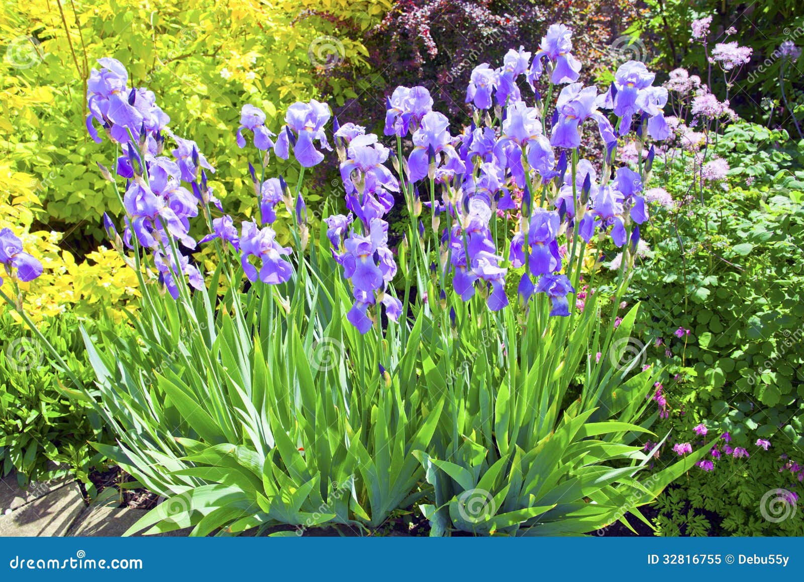 Blue iris flowers. stock image. Image of nature, blue - 32816755