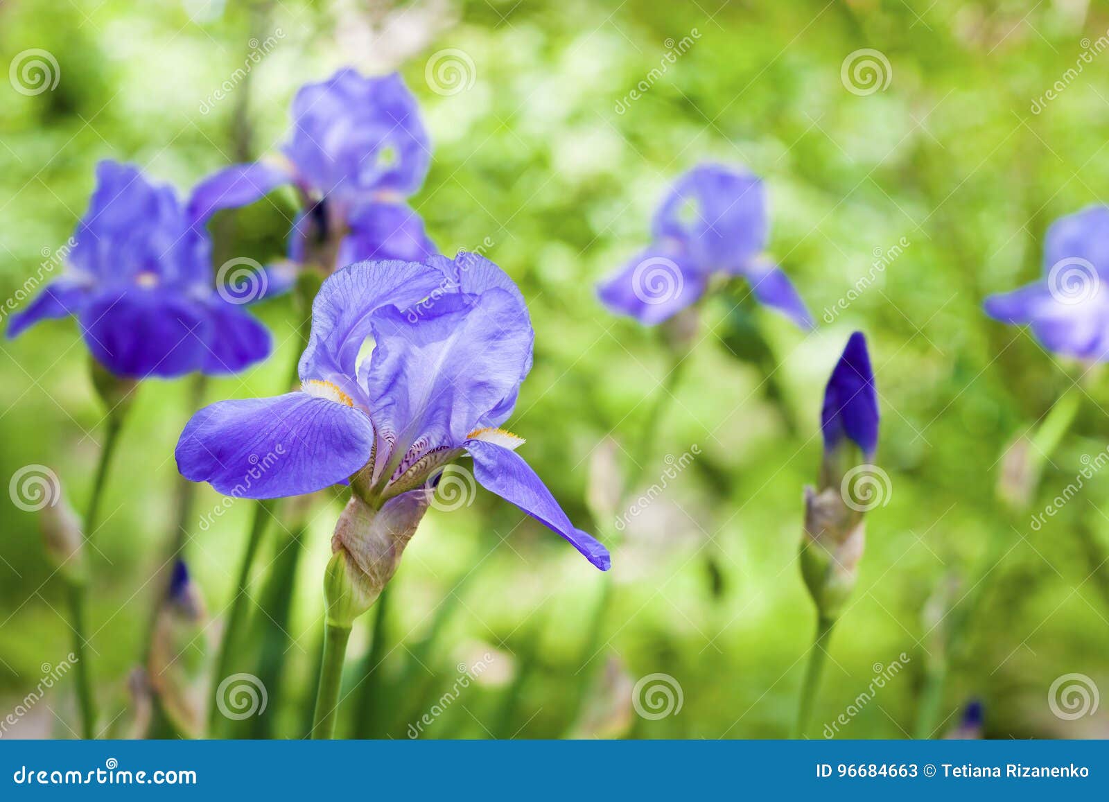 Blue Iris Flowers on Green Background Stock Image - Image of nature ...