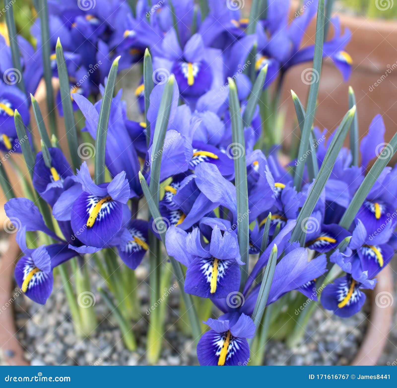 Blue iris flowers. stock image. Image of summer, garden - 171616767