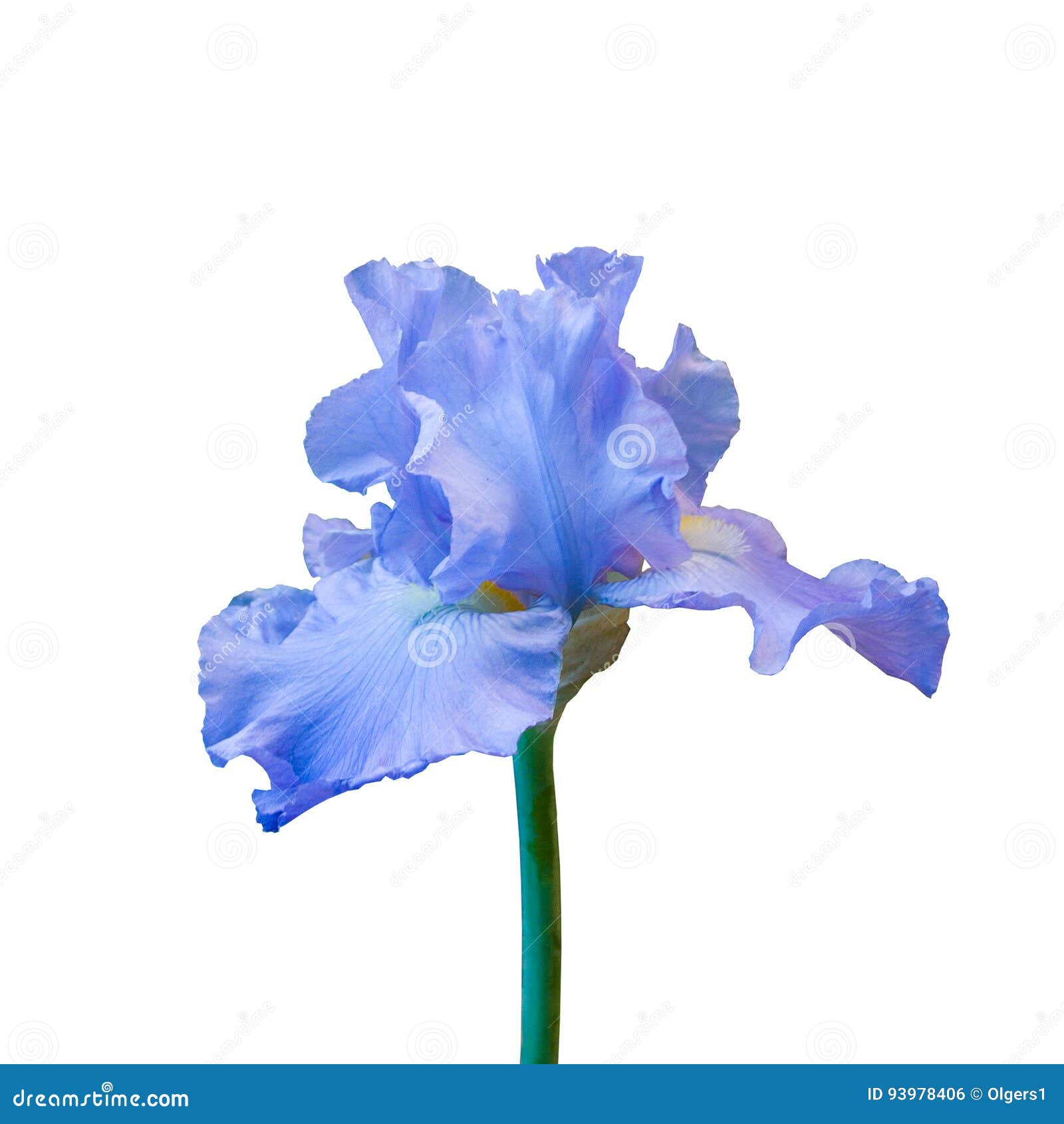 Blue Iris Isolated on White Background Stock Photo - Image of botany ...