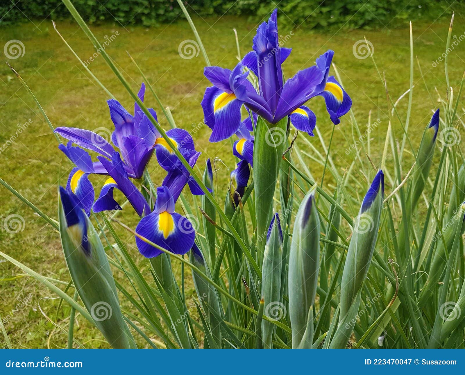 Blue Iris Lily Blossoms in the Garden Stock Image - Image of flower ...