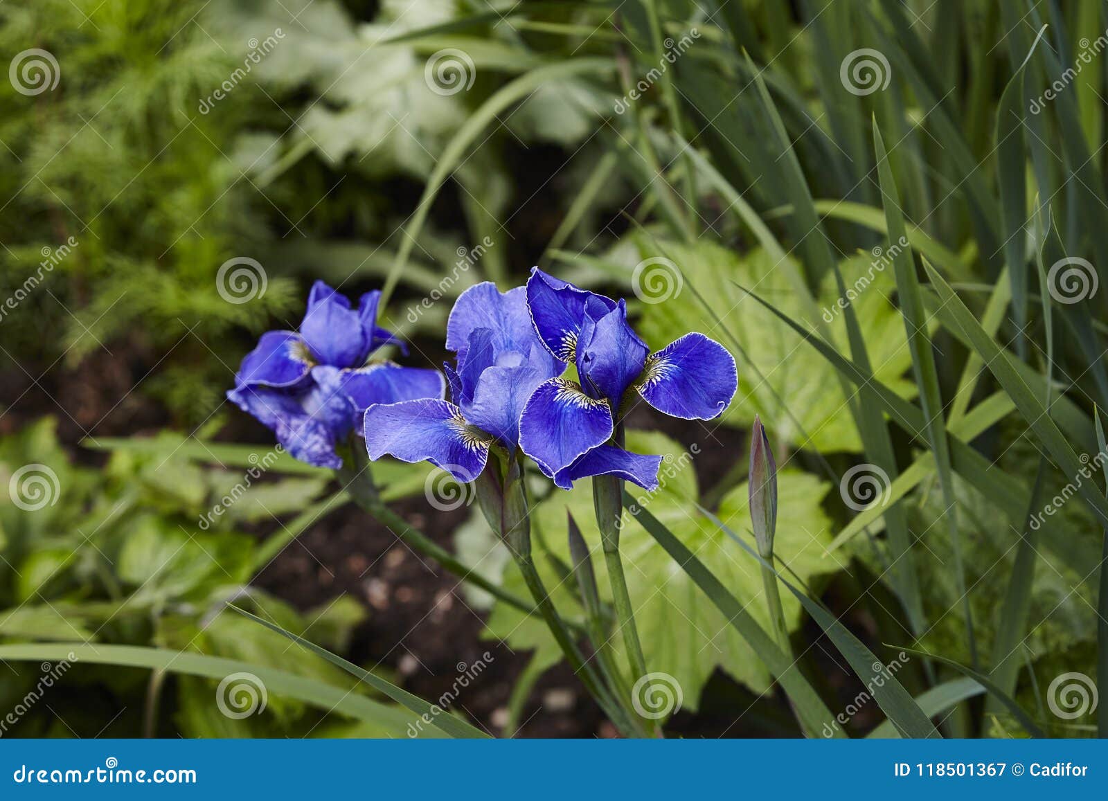 Blue Iris stock image. Image of edge, petal, flora, plant - 118501367