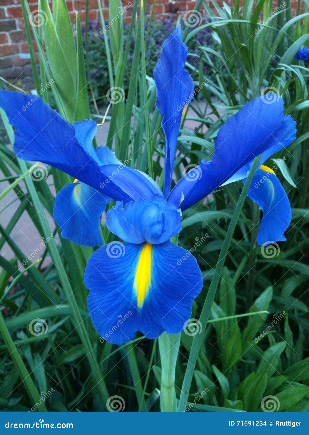 Blue Iris stock photo. Image of flower, iris, blue, blooming - 71691234