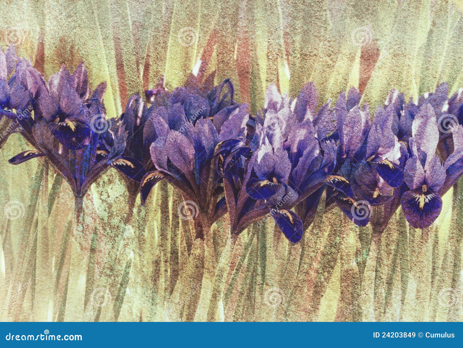 Blue iris, textured image. stock image. Image of textured - 24203849