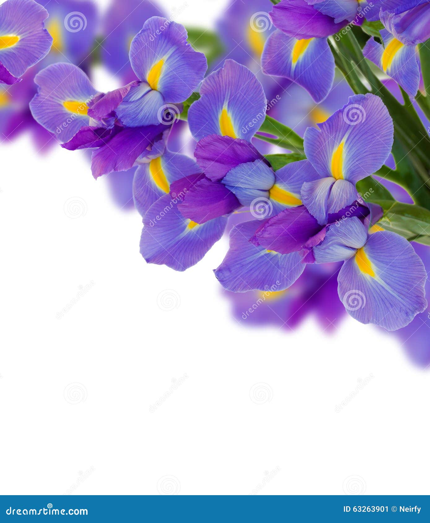 Blue irises border stock image. Image of green, background - 63263901
