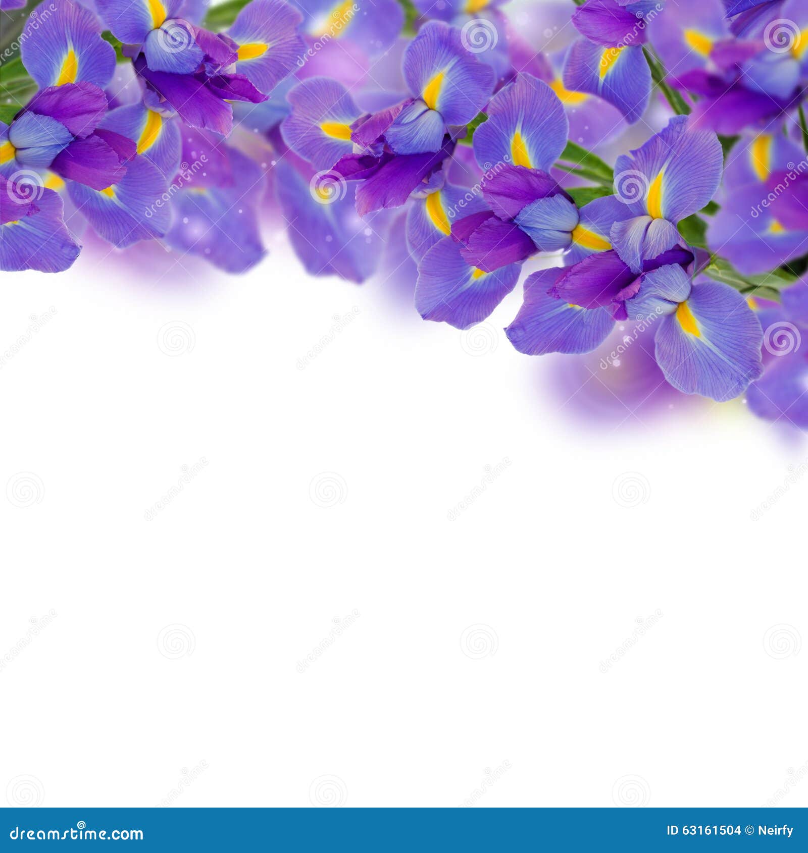Blue irises border stock photo. Image of flora, mauve - 63161504