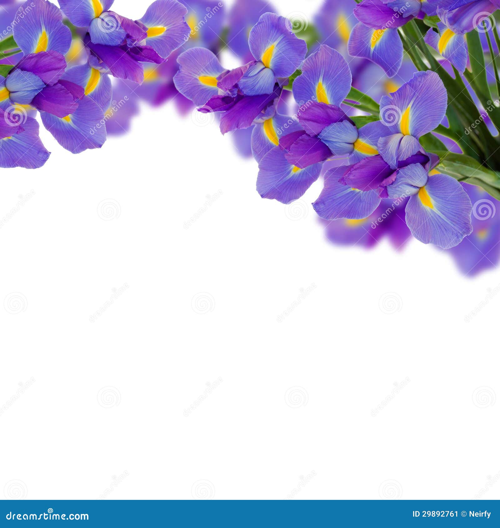 Blue irises border stock image. Image of garden, blooming - 29892761