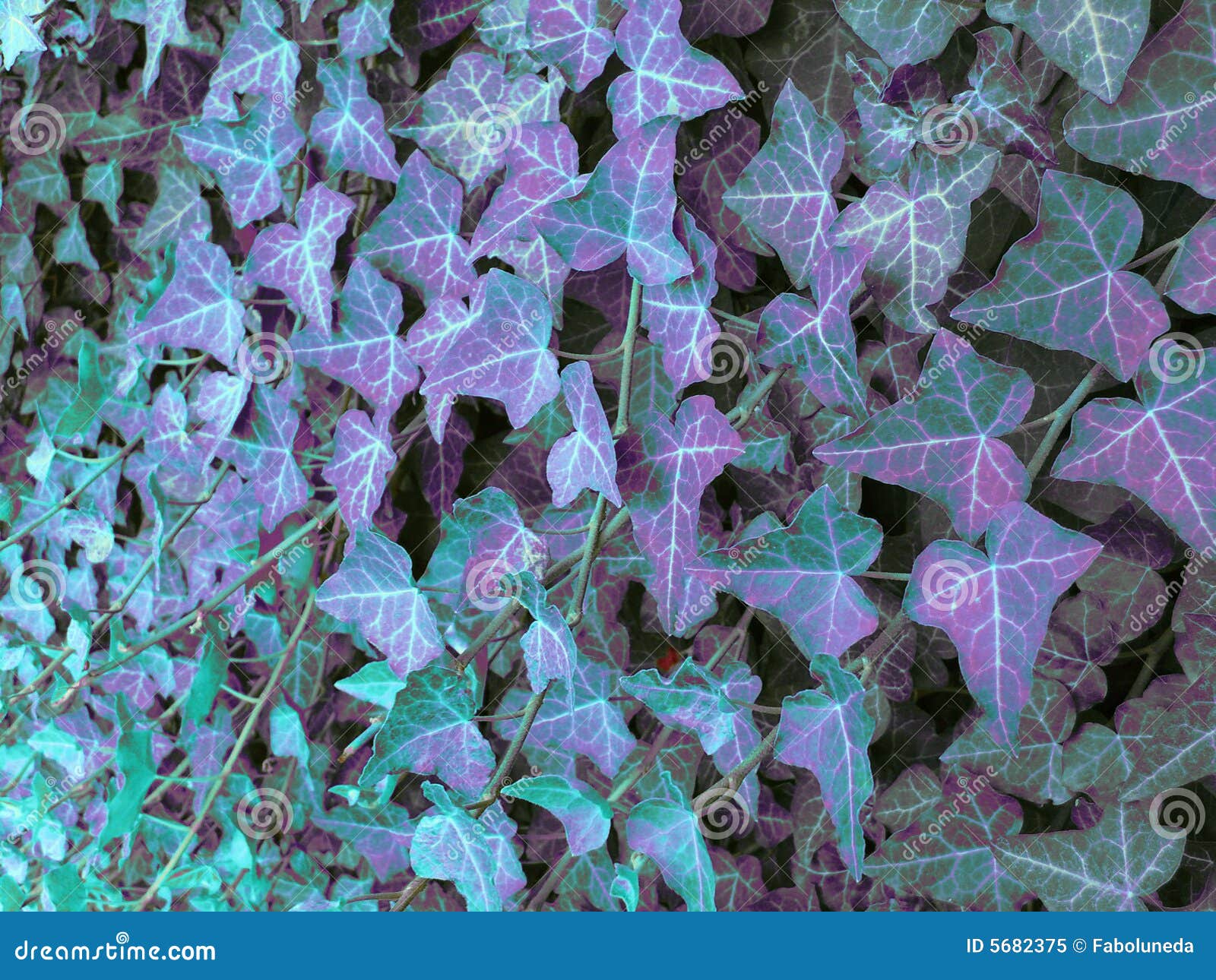 The BLUE IVY stock image. Image of garden, space, blue - 5682375