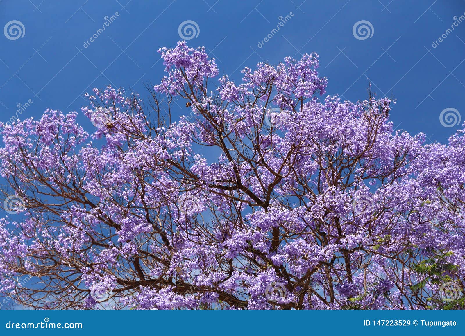 Blue Jacaranda stock image. Image of tree, jacaranda - 147223529